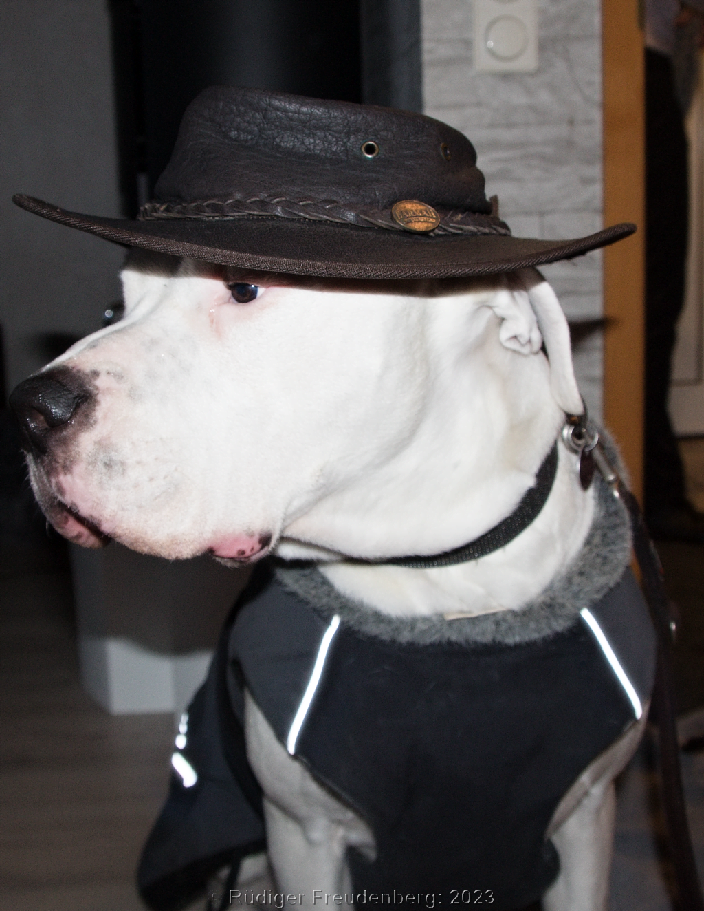 Begrüßen wir das Jahr 2023 – Dogo Argentino Deutschland